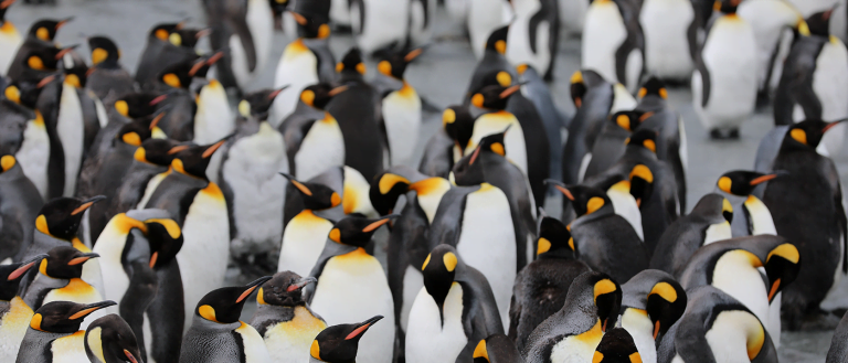 A Guide to Google’s Penguin Algorithm Update - Click Intelligence